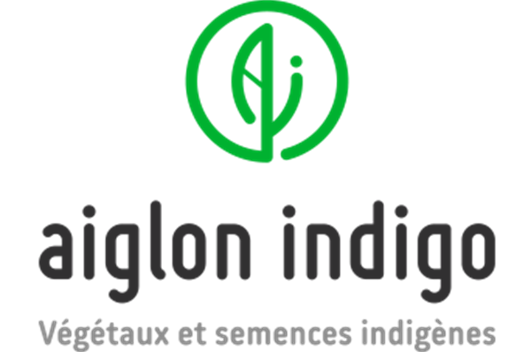 Aiglon Indigo - Tout chaud tout beau!